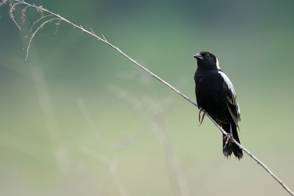 News & Events - The Prairie Pothole Joint Venture