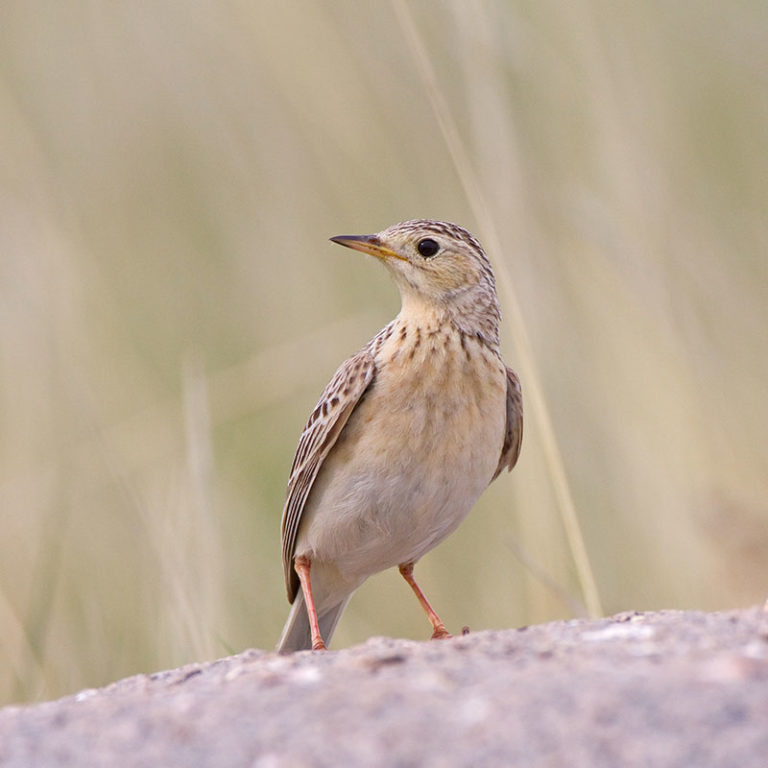 The Prairie Pothole Region - The Prairie Pothole Joint Venture
