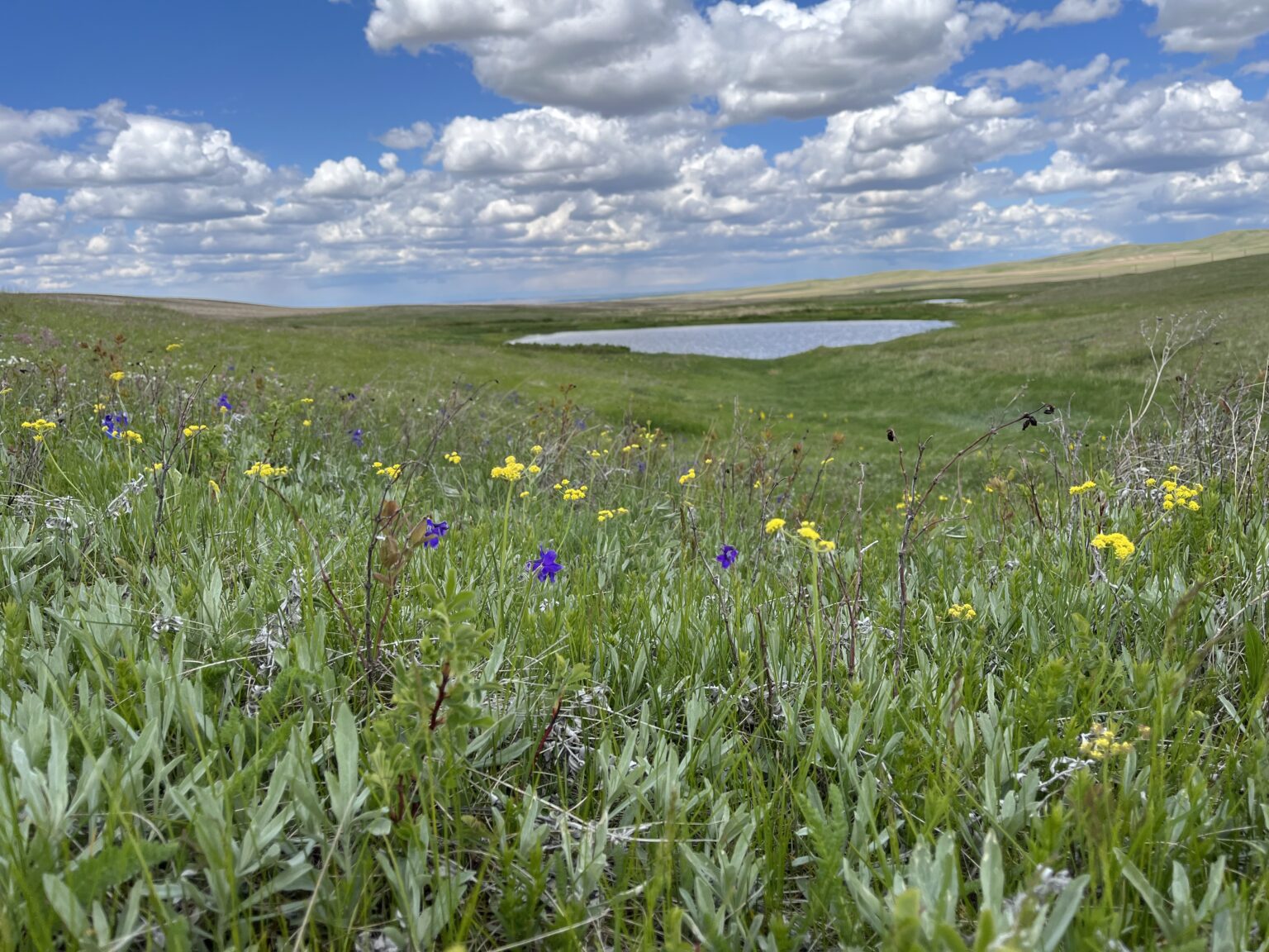 Home - The Prairie Pothole Joint Venture